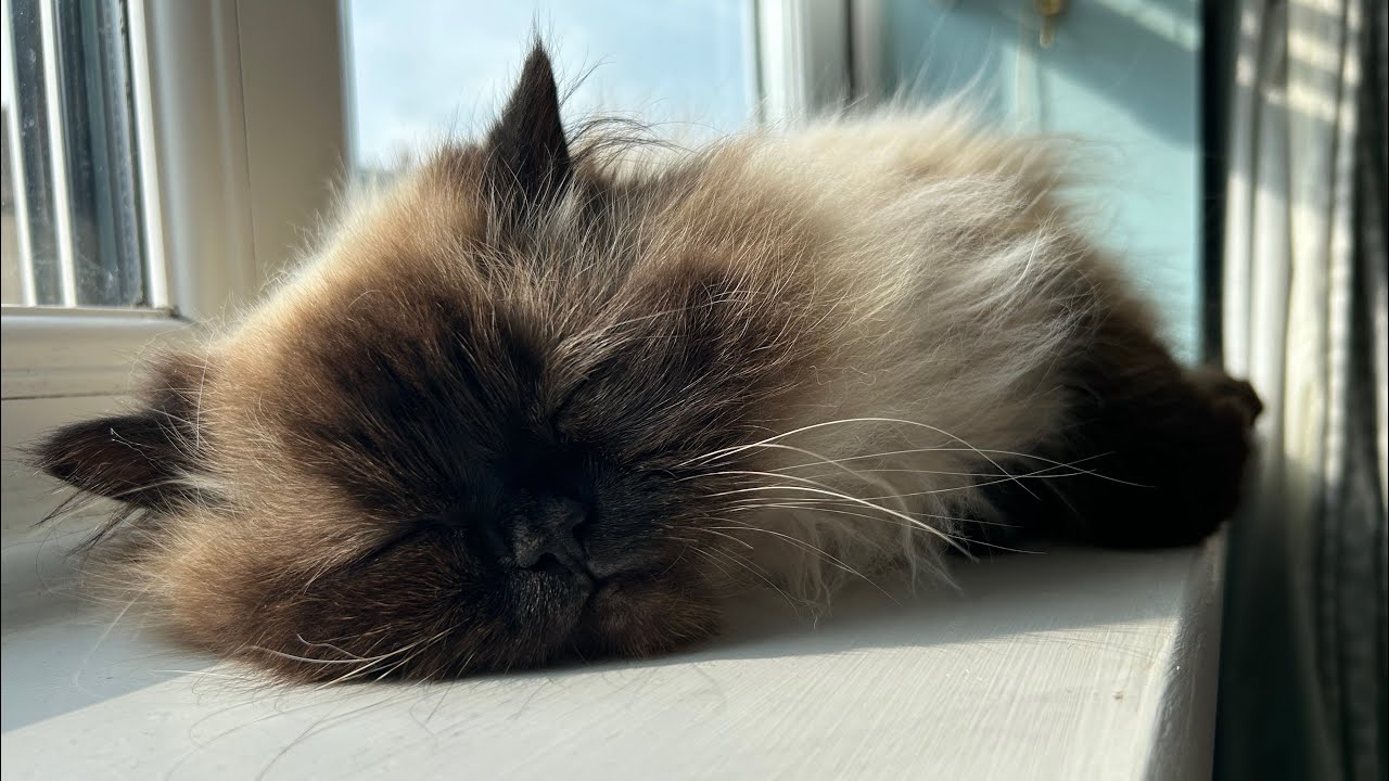 Penelope the Cute Himalayan cat sleeping. Squeak meow at the end. - YouTube