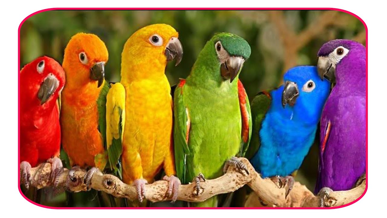 Parrot 3d Finger Family Nursery Children Cartoon Top English Rhymes ...