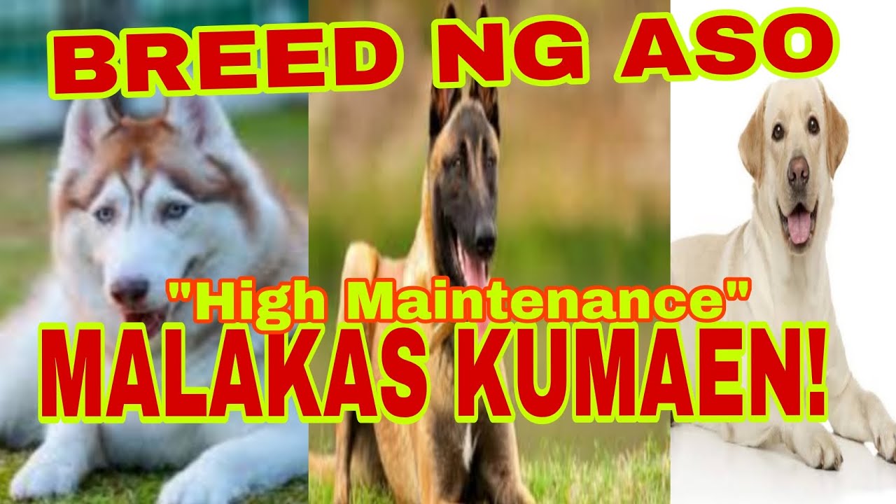 BREED NG ASO NA MALAKAS KUMAEN O HIGH MAINTENANCE NA TINATAWAG #dog # ...