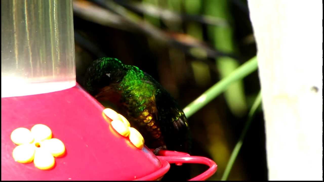 Endemic - Dusky starfrontlet - Critically endangered Hummingbird ...