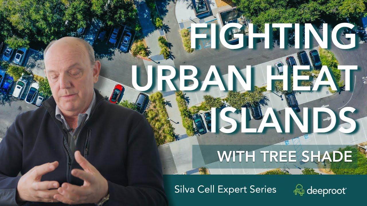 Keep Parking Lots Cool by Growing Large Shade Trees with Silva Cells ...