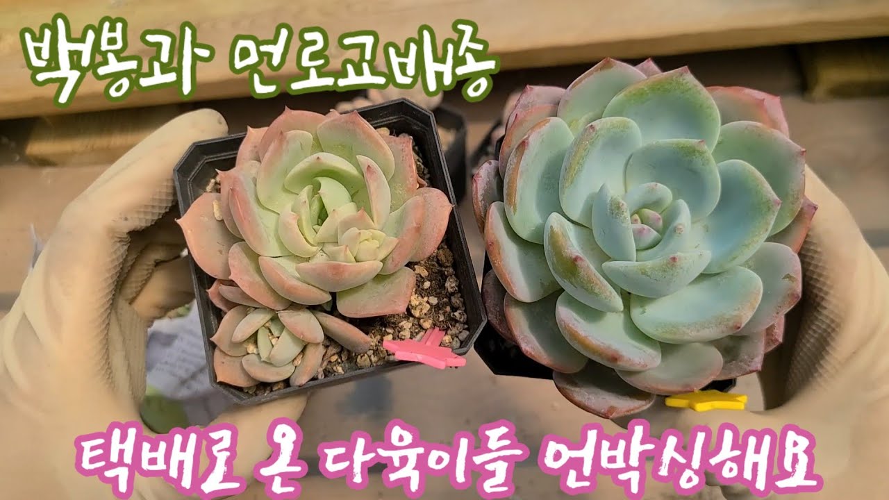 먼로랑 백봉 교배종 다육이 핑크프리티교배종 다육이 잘생인 머스탱과 라피네군생 언박싱합니다~ Youtube