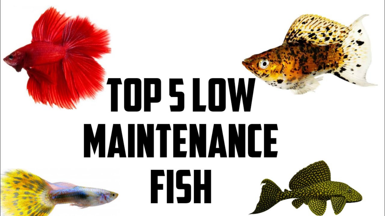 Top Five Low Maintenance Fish - YouTube
