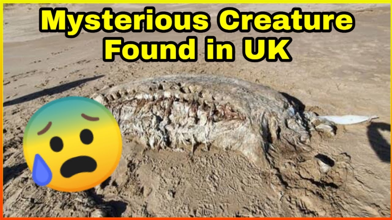 Mysterious Sea Creature With No Face Found in Uk #shorts - YouTube