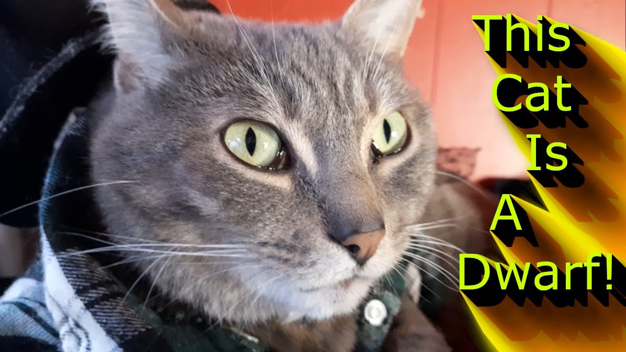 This Cat Is A Dwarf! - YouTube