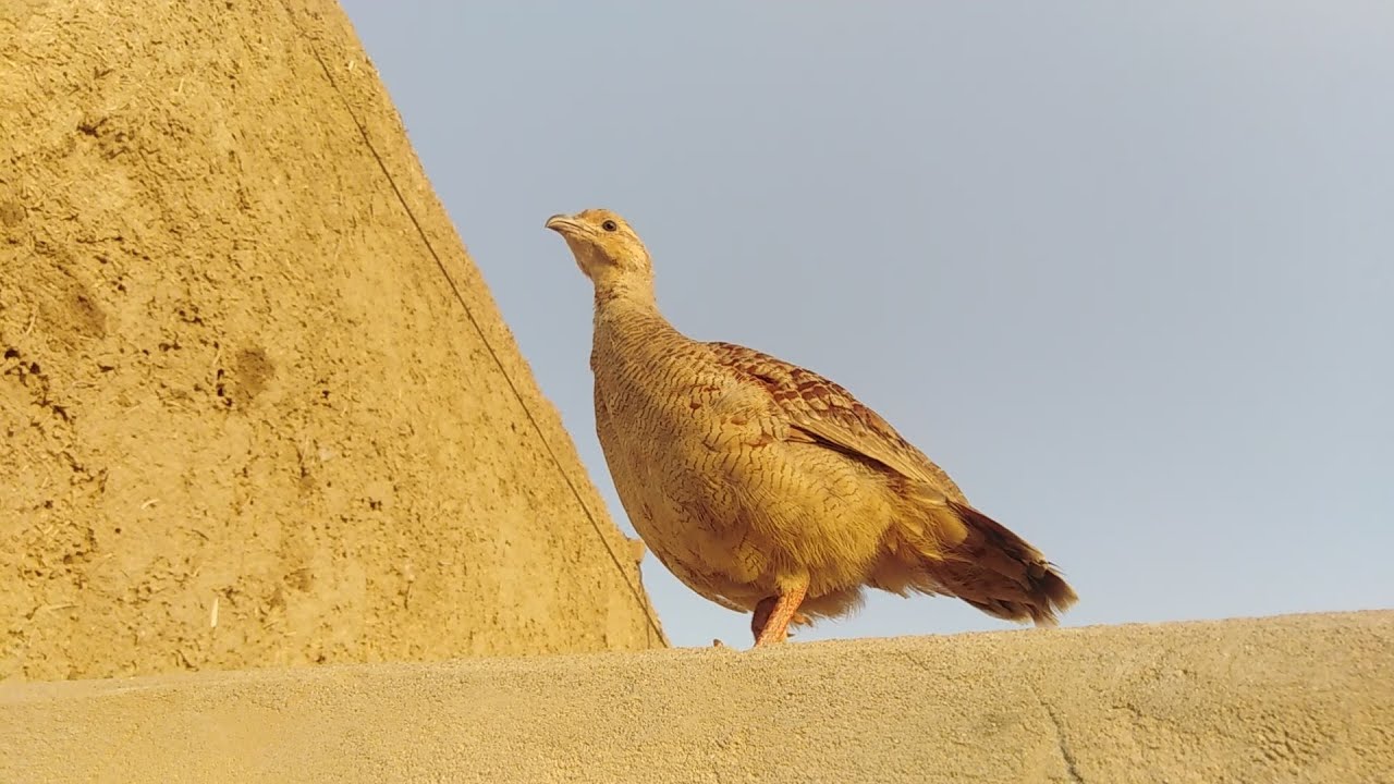 Titar ki boli | Teetar voice | gray francolin teetar sound | Female ...