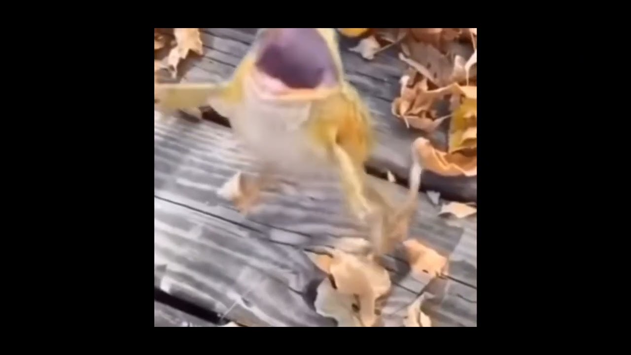 Frog laughing meme (slow motion) - YouTube