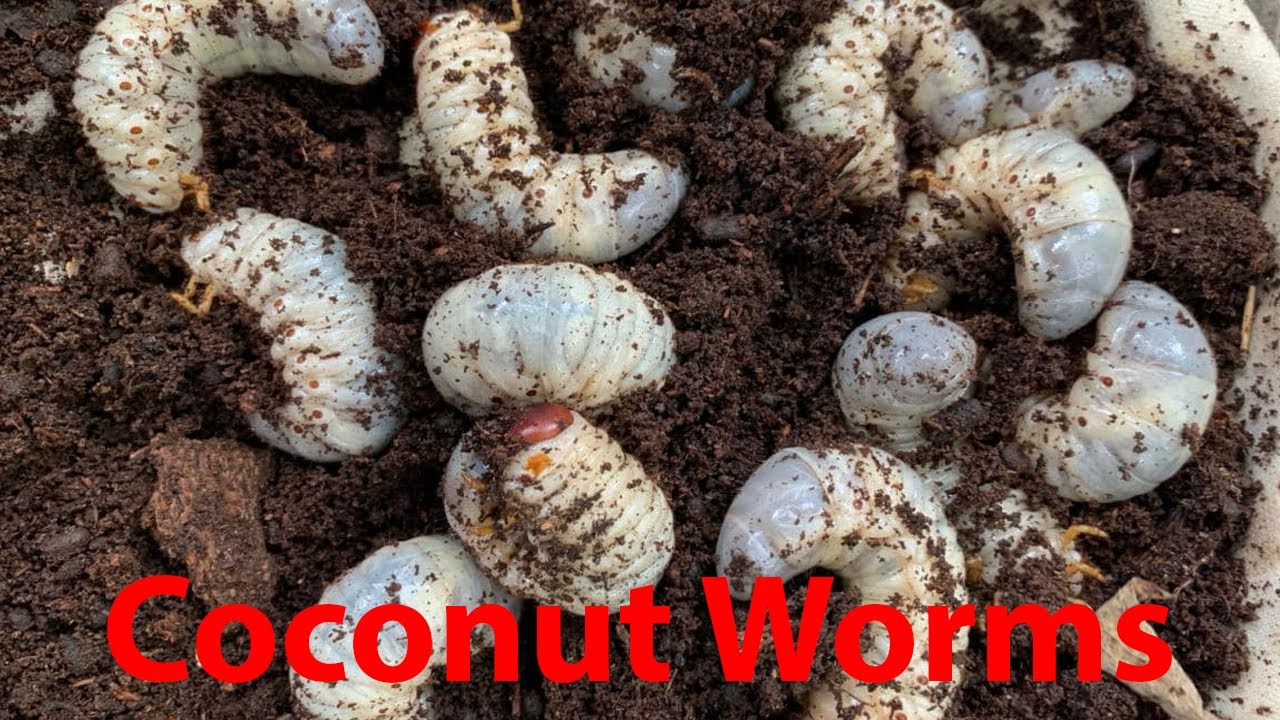 Coconut worms,Amazing Man Find and Cooking Coconut Worms - YouTube
