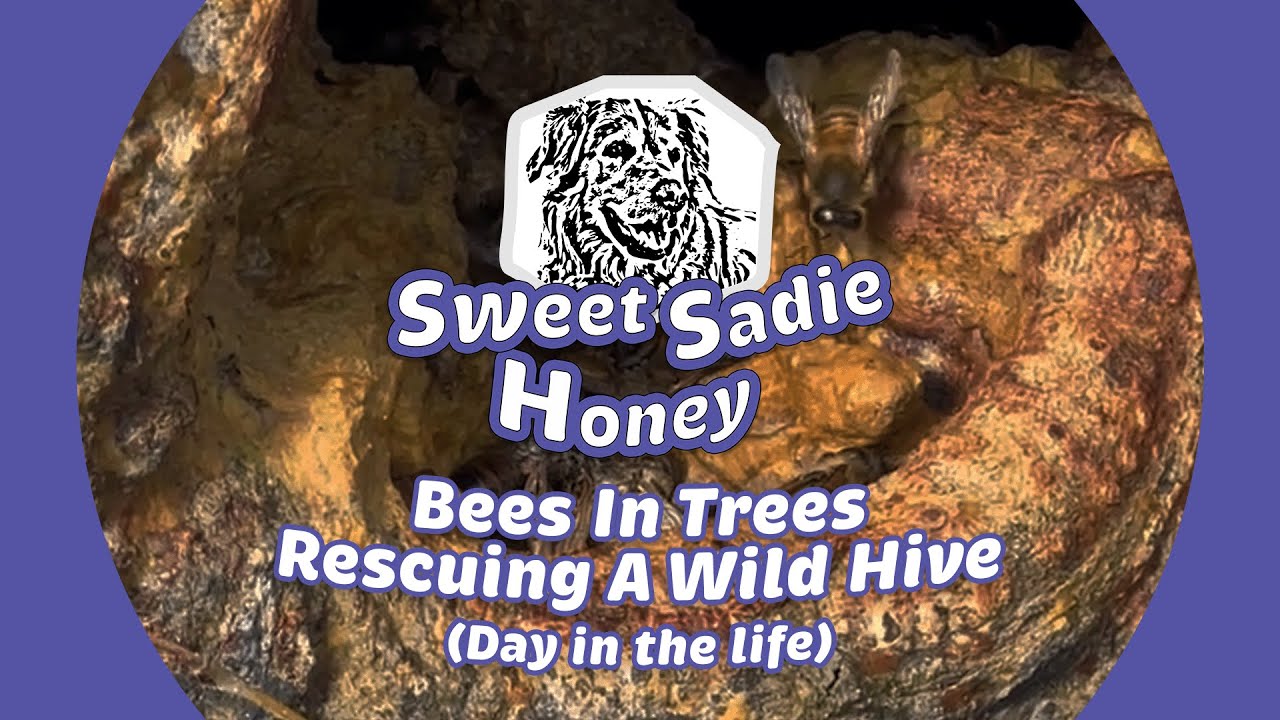 Bees In Trees - Rescuing A Wild Hive: Day In The Life - YouTube