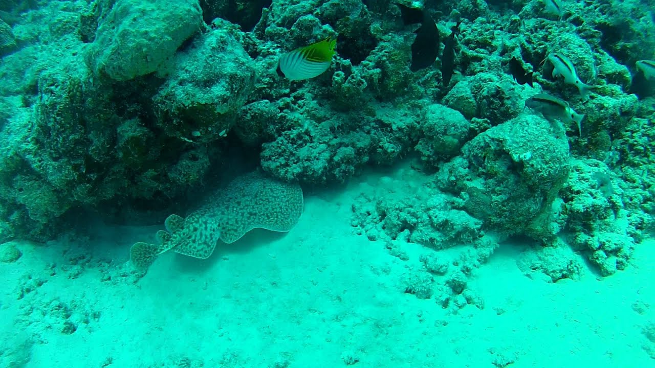 Black spotted electric ray - Lakshadweep, Kadmat island. Potato patch ...