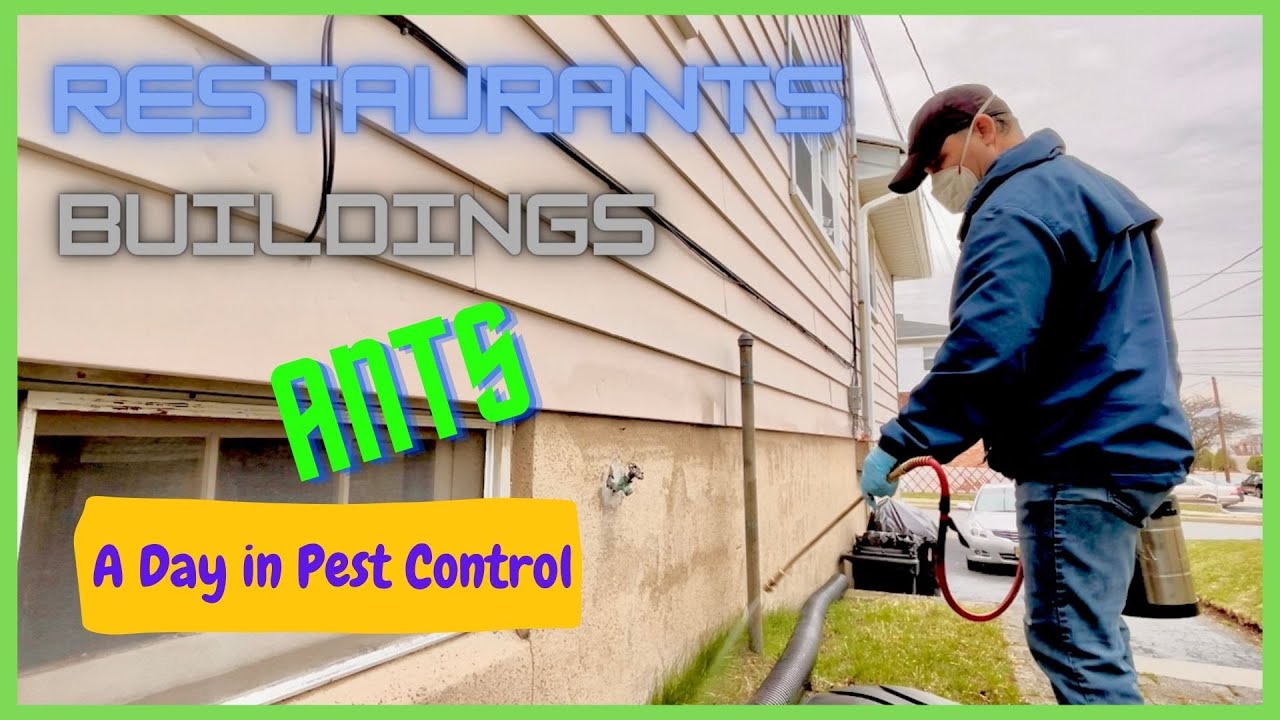 How to do Pest Control in restaurants and buildings, Mar 24 - YouTube