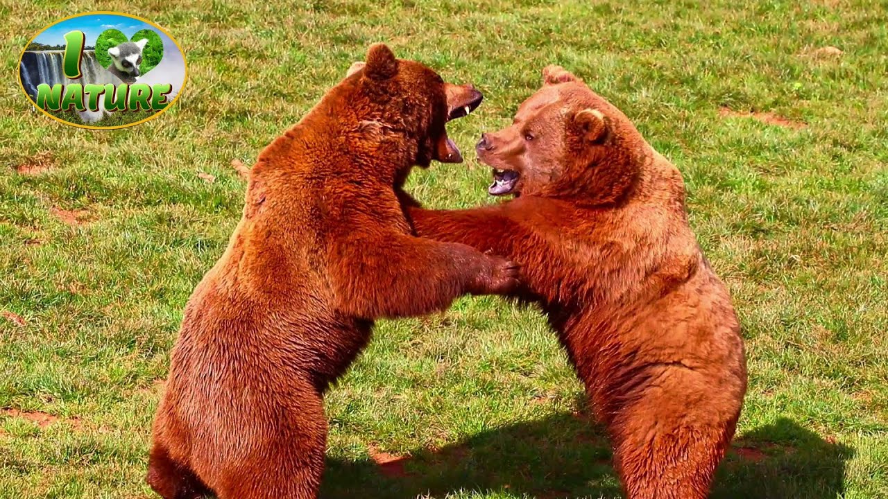 CUTE, FUNNY, TOUCHING BEAR CUBS PLAYING. OR FIGHTING? 😍🙄 - YouTube