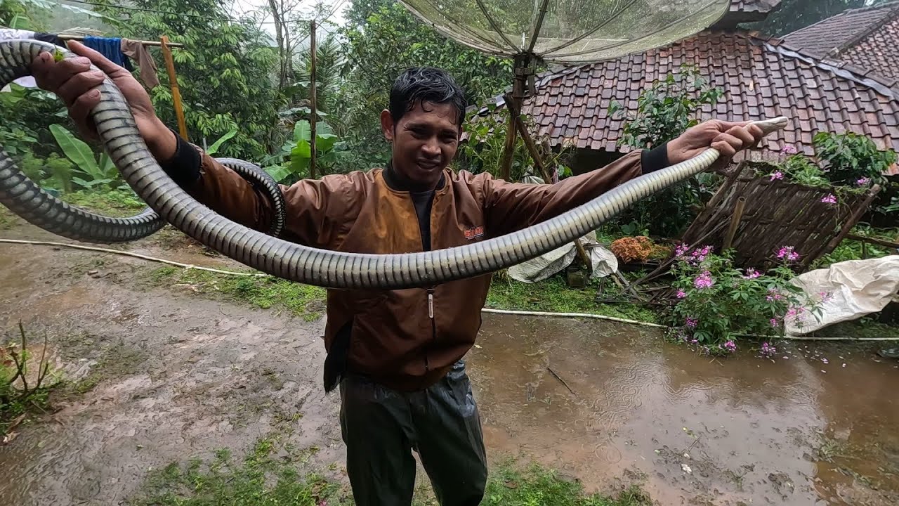 Warga Desa Ketakukan, Ternyata Ini Penyebabnya, Penangkapan Ular King ...