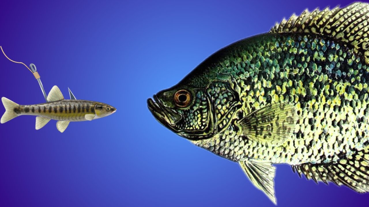 Crappie fishing in the summer | crappie rigging - YouTube