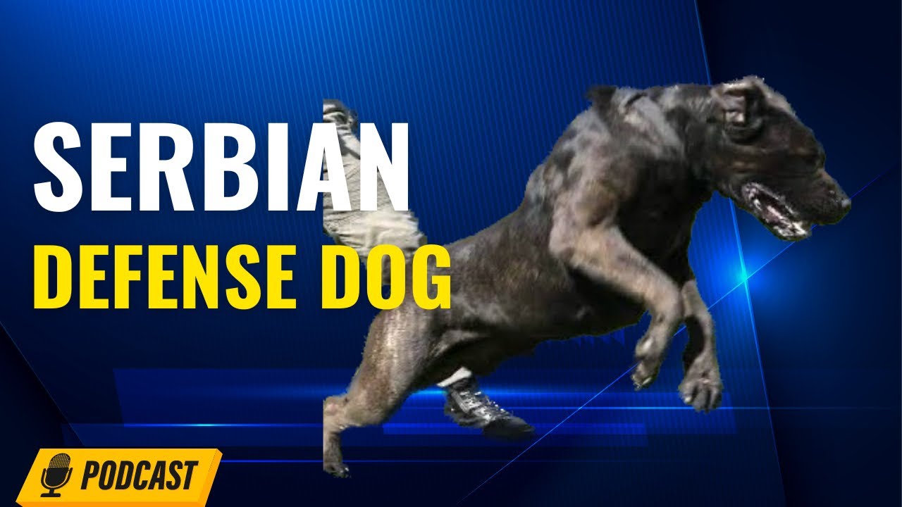 Serbian Defense Dog
