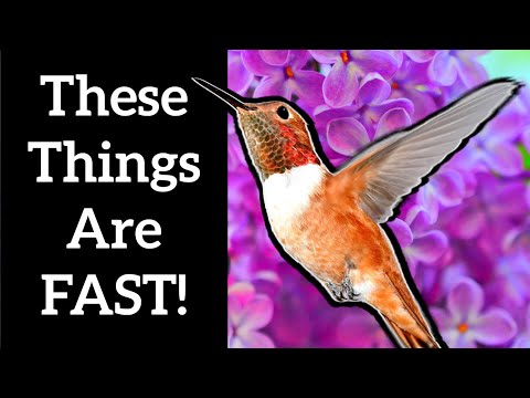 How Fast A Hummingbird Flies