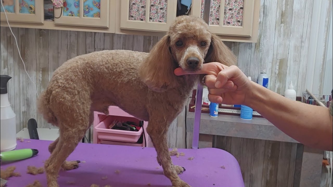 Grooming a Toy Poodle, haircut & flea bath. - YouTube