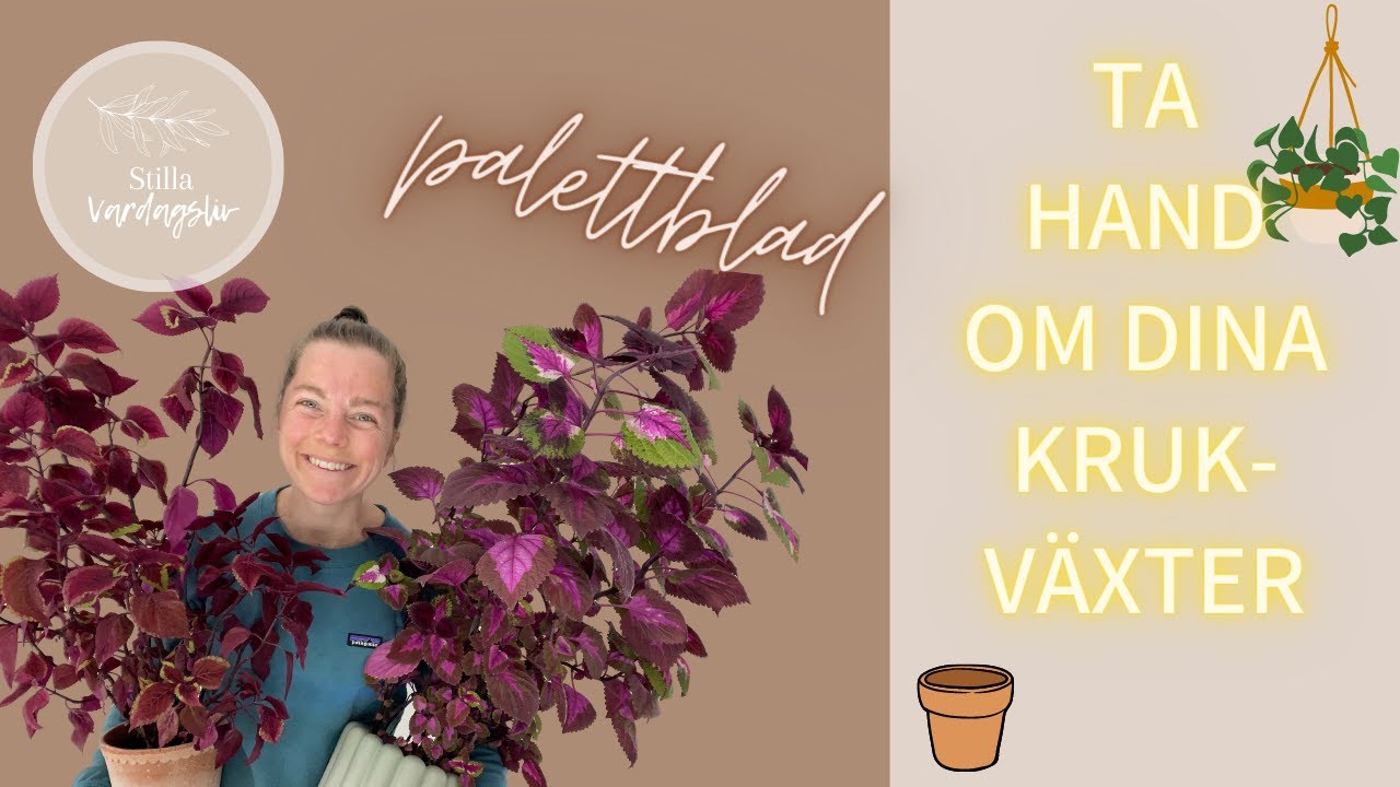 Palettblad - Ta hand om dina krukväxter [SERIE] - YouTube