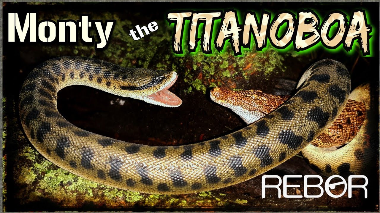 Rebor "Monty" the Titanoboa Review!!! Best Rebor figure yet??? - YouTube