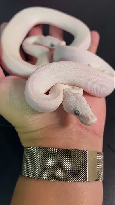 2 Beautiful Baby Blue Eyed Lucy Ball Pythons! #Shorts - YouTube