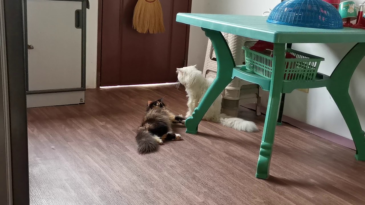 Signs of Female cat is in heat 😢😅 || Clowder zone - YouTube