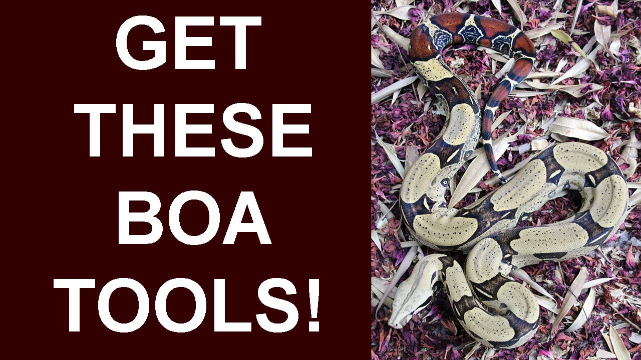 Top 10 Tools for Boa Constrictor Keeping and Breeding - YouTube