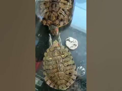 turtle slap turtle - YouTube