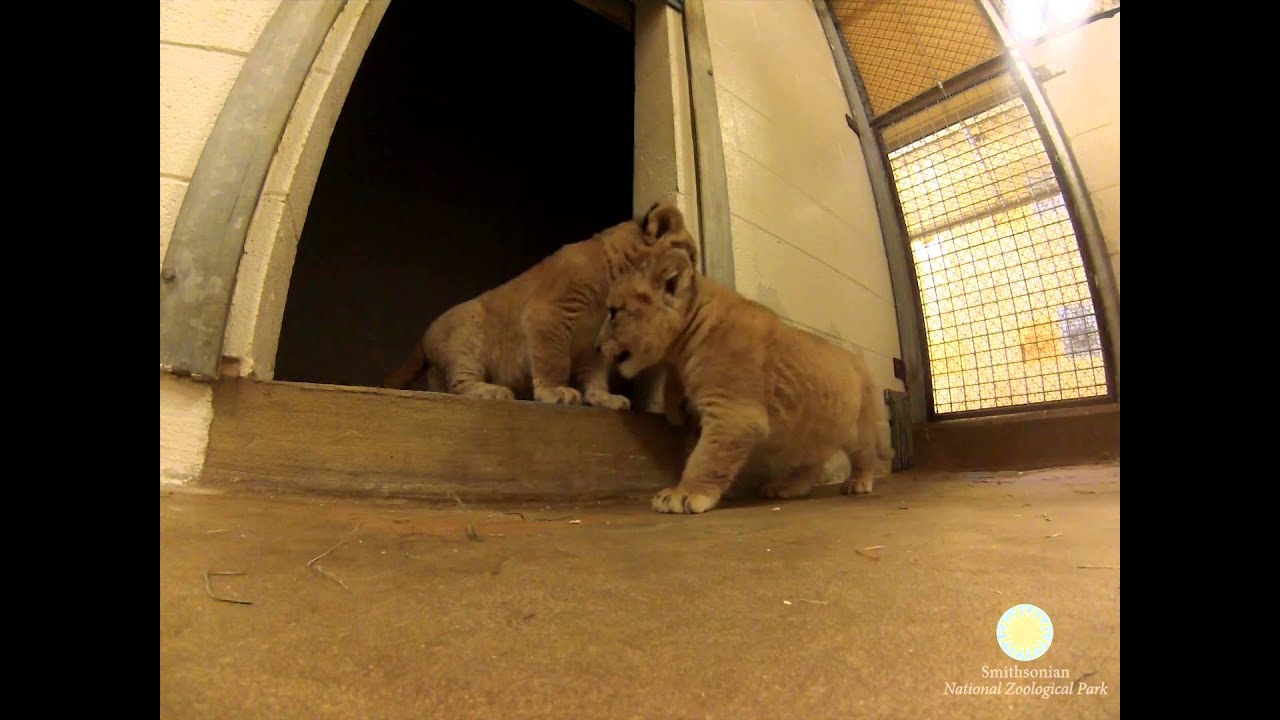 Smithsonian's Lions Cubs GoPro Video - YouTube
