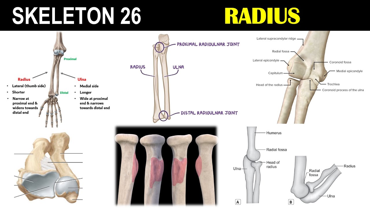 Skeleton 26 | Radius | Radial Tuberosity | Head | Styloid Process ...