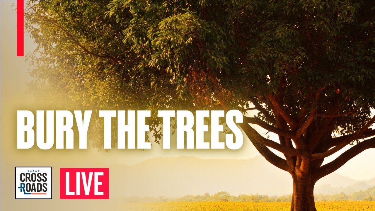 Bill Gates Pushes to Chop Down Forests and Bury the Trees to Help fight ...