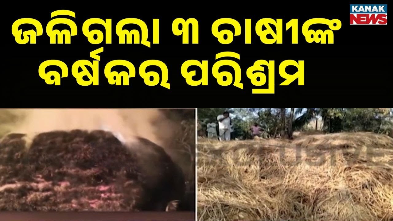 3 Farmers’ Year-Long Hard Work Destroyed In Fire | Ganjam Paddy Fields ...