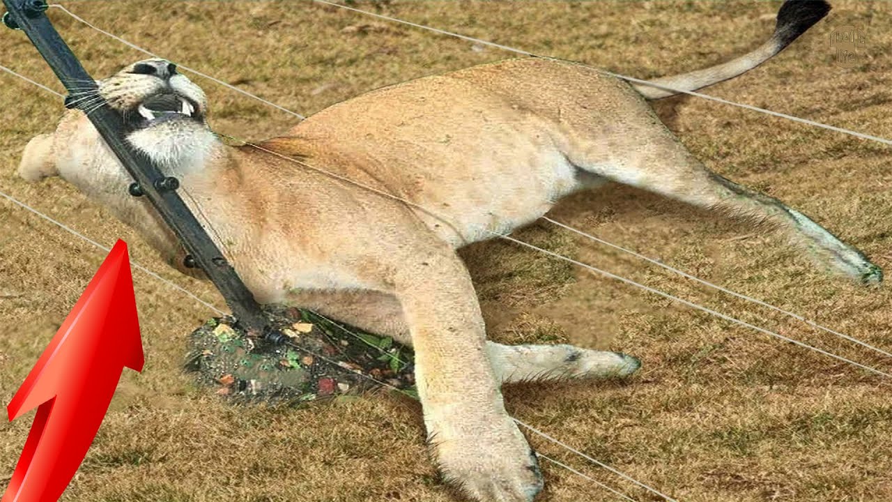 ANIMALS VS ELECTRIC CURRENT Electric Shocks To Animals - YouTube