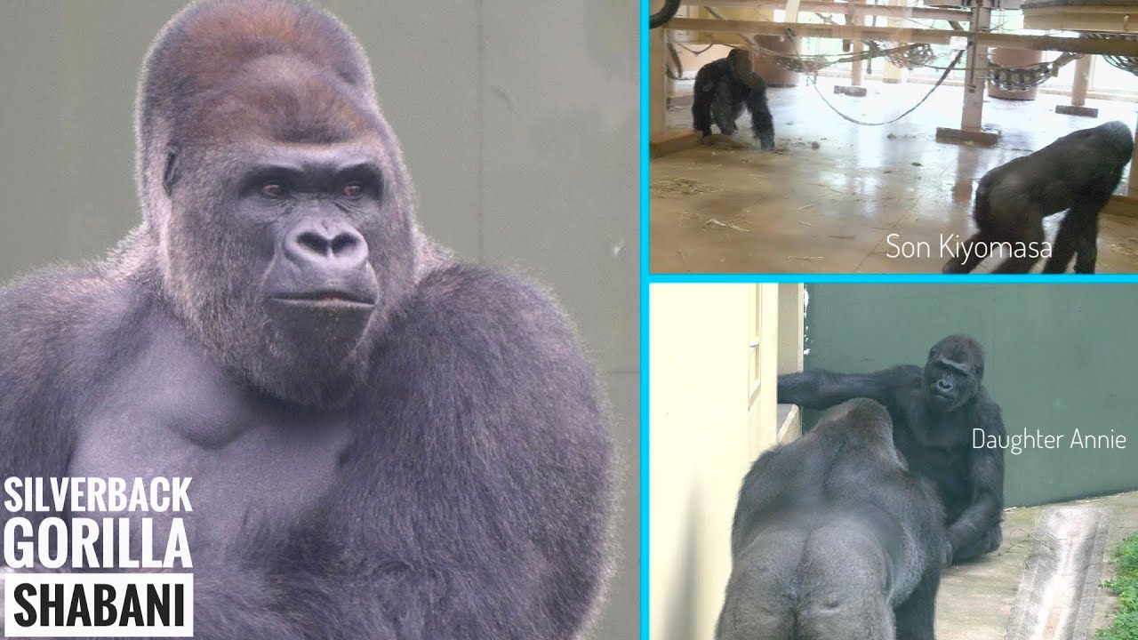 Huge Silverback Gorilla Rushing Toward Son | The Shabani Family - YouTube