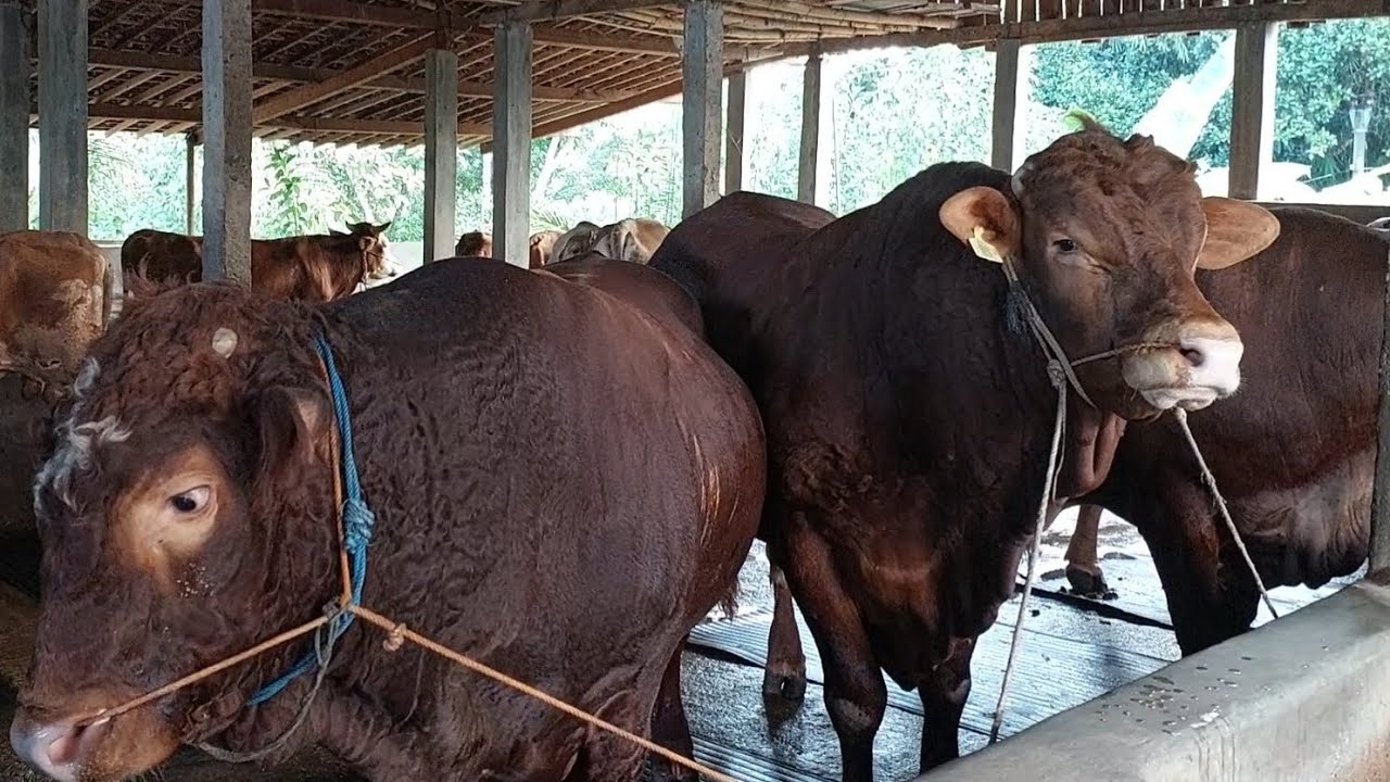 GUDANG SAPI JUMBO DI WONOGIRI‼️ KANDANG PINGGIR RUMAH MEWAH🔥 - YouTube