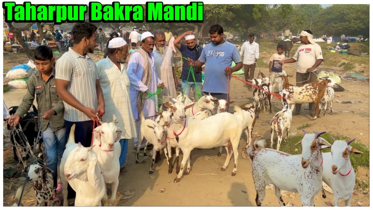 Taharpur Bakra Mandi Moradabad UP live update with price 22 Oct - YouTube
