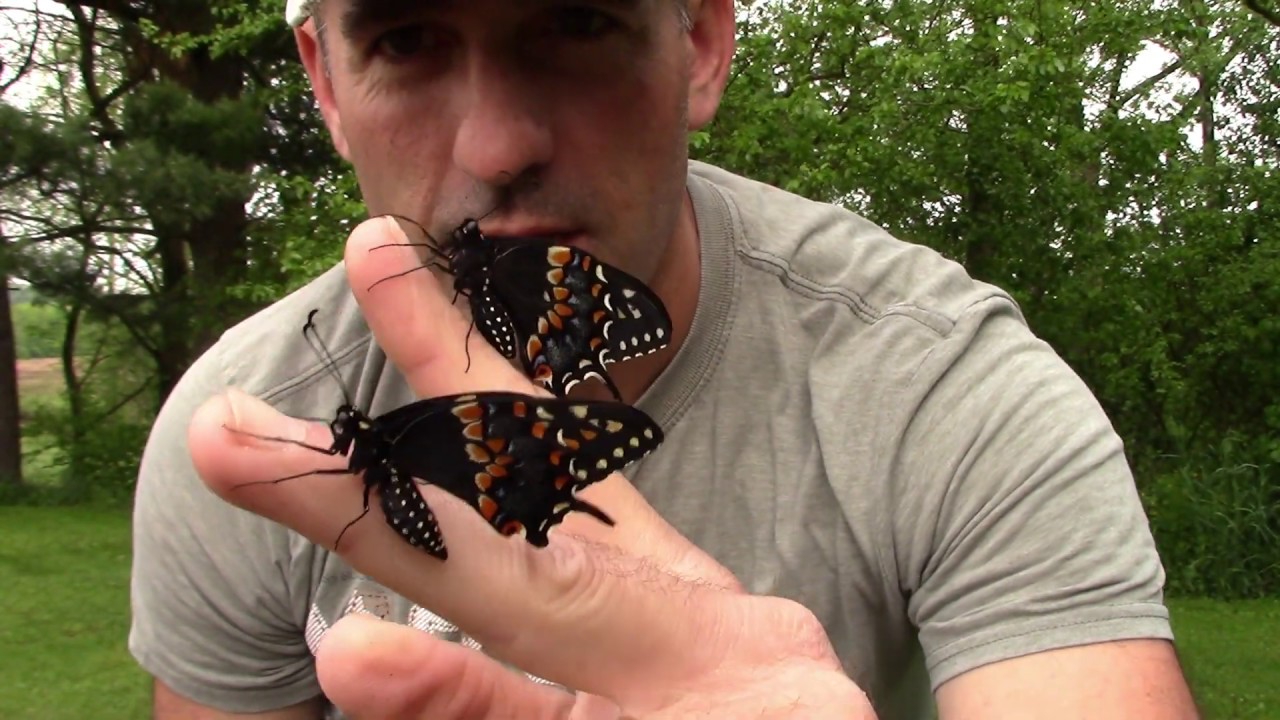 God, the Master Designer: Black Swallowtails - YouTube