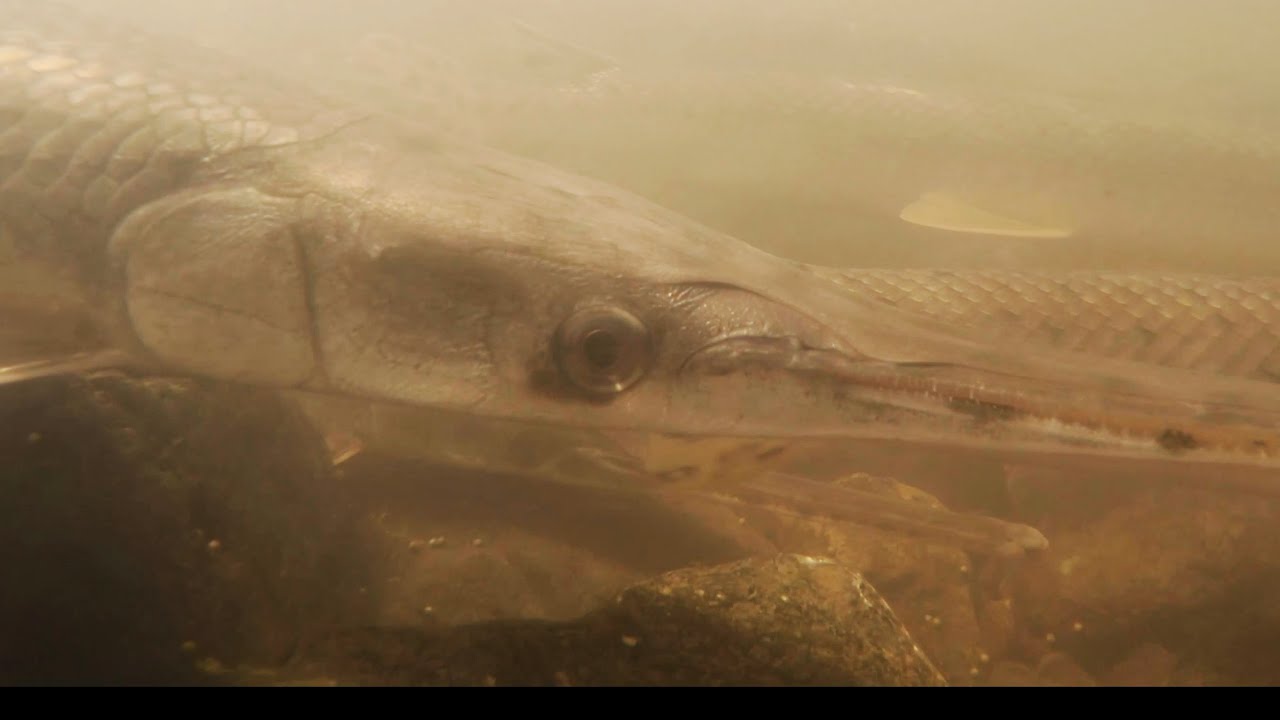Poultney River Gar and Redhorse Spawn - YouTube