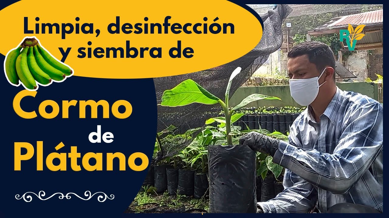 🌴 [CORMO de PLATANO] o Semilla de Plátano 👉 Preparación y desinfección ...