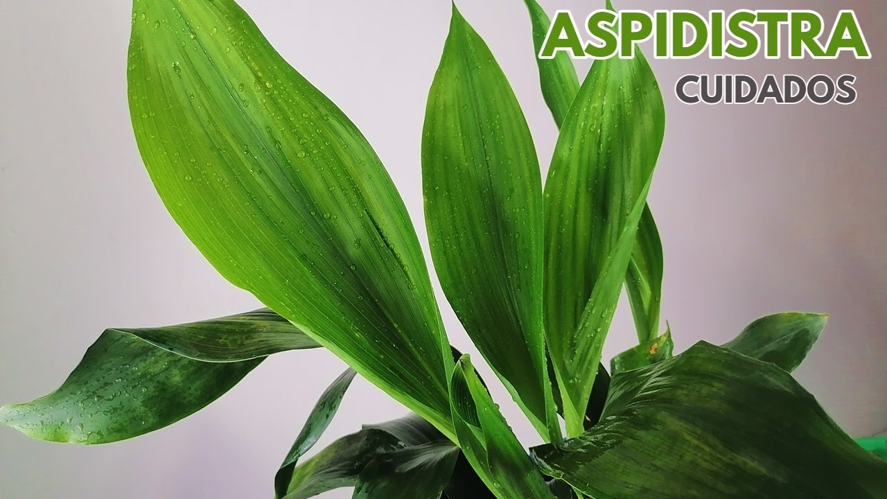 aspidistra cuidados chuyito jardinero - YouTube