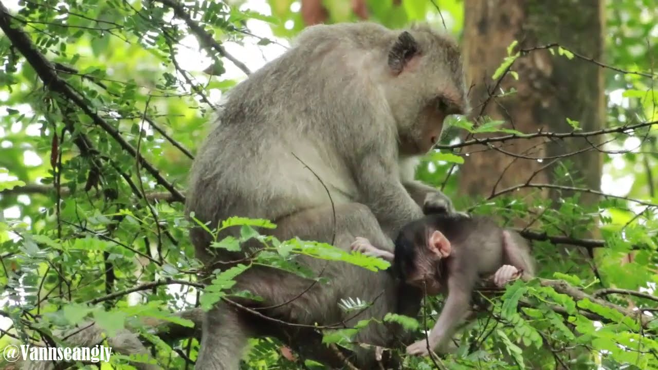 SR Monkey Daily,How To See Jade Mom Carry Her Baby on the Tree - YouTube