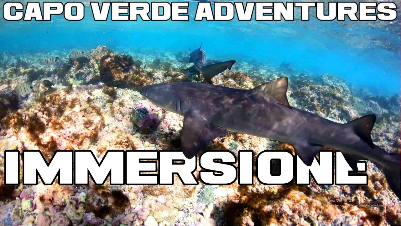 Capo Verde Adventures - Immersione - YouTube