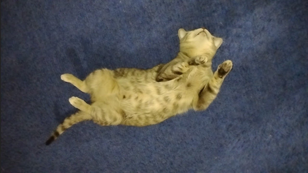 Cat Relaxing on Its Back - YouTube