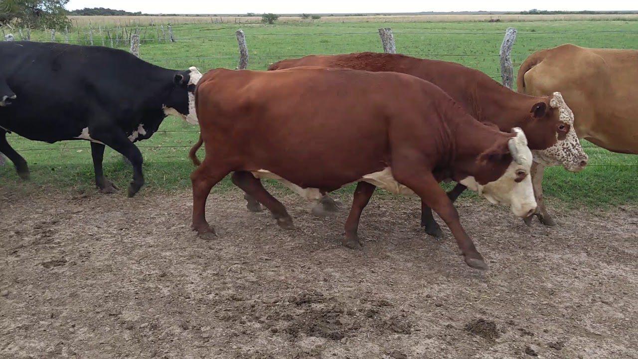 Vaca Cut. La Cruz. - YouTube