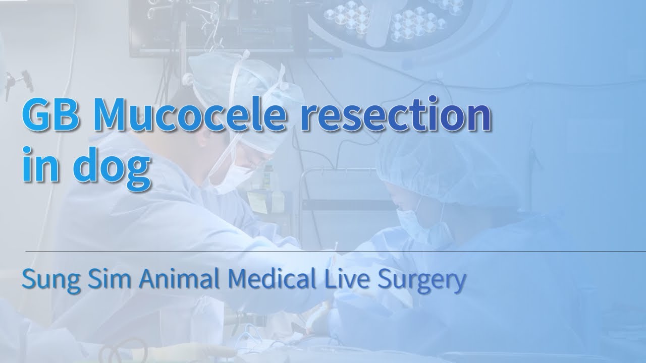 (Warning) GB Mucocele resection in dog Sung Sim Animal Medical Live ...