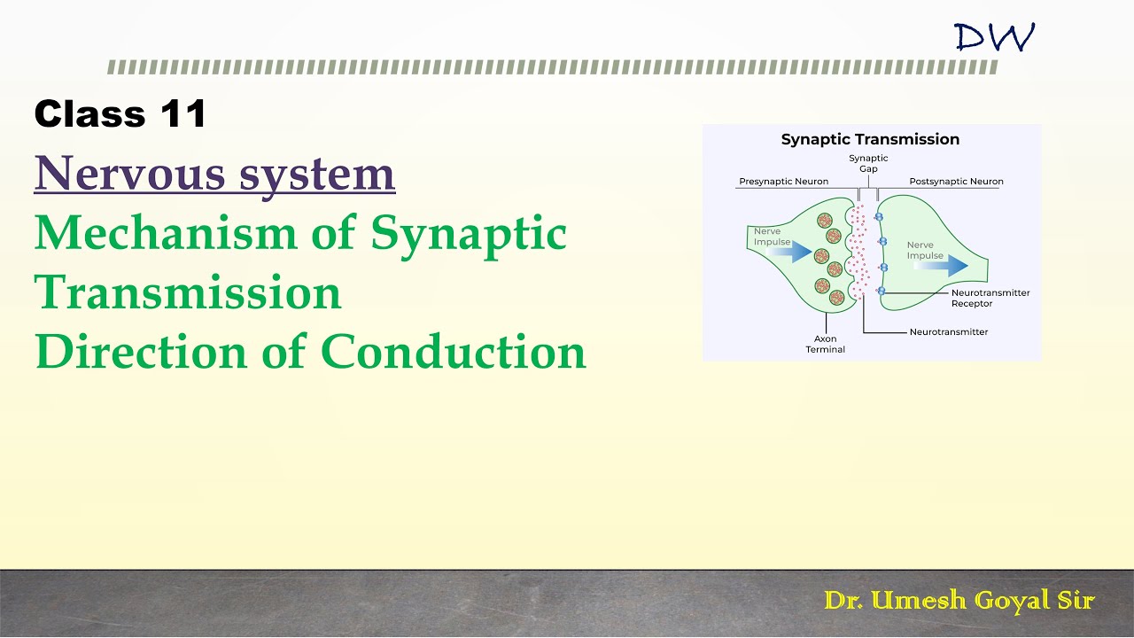 Nervous System Class 11 | Mechanism of action potential conduction and ...