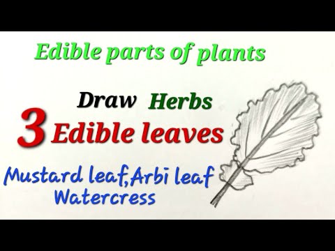 Edible leaf drawing for EVS,herbs drawing easy,leafy vegetable drawing ...