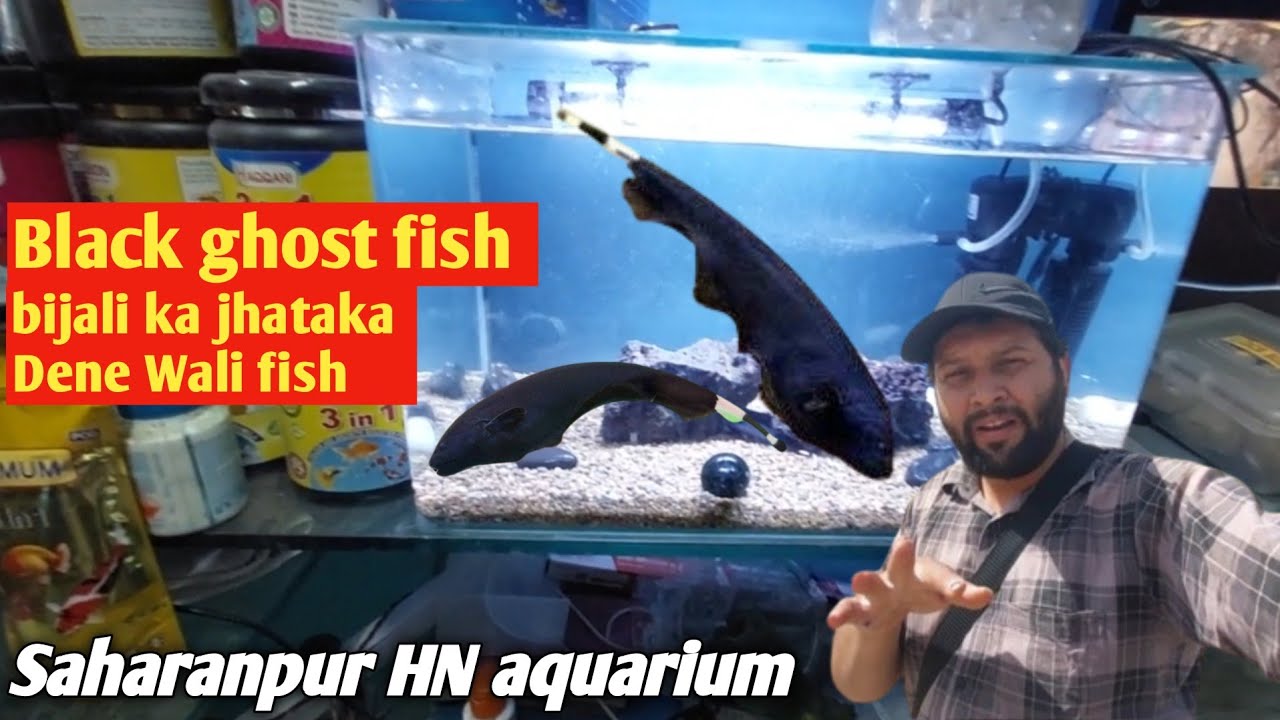 Black ghost fish 🐟 | electric knife fish | best fish aquarium | charly ...