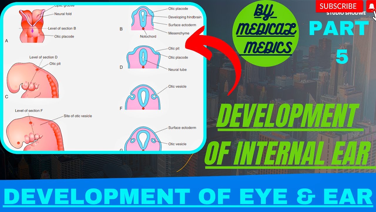 Development of Internal Ear | Ear Embryology Part 5 | Medical Medics ...