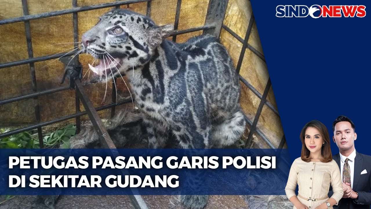 Heboh! Macan Dahan Masuk Gudang di Pemukiman Warga | Sindo Today 26/03 ...