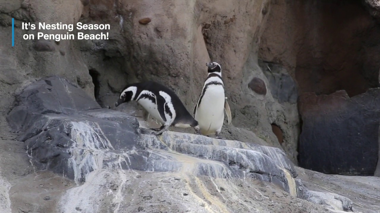 Penguin Nesting Season - YouTube